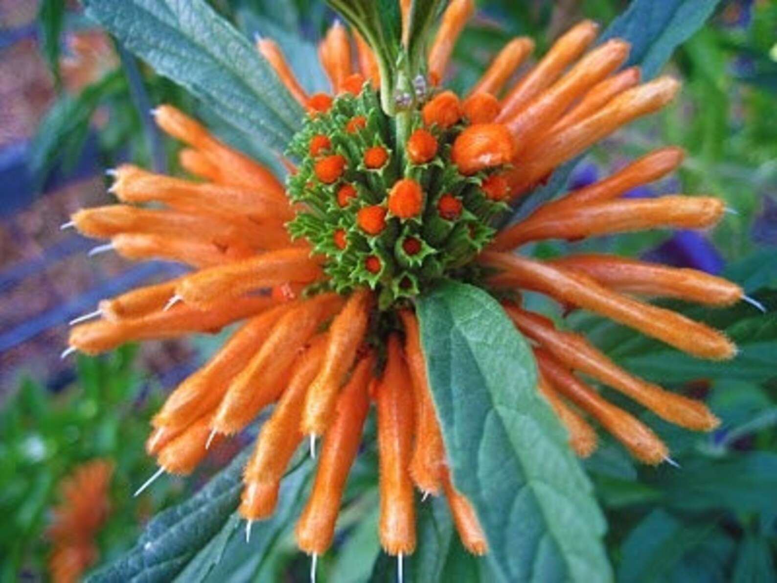 Wild Dagga Extract Powder 20:1 Wholesale 1 Kilo - Etsy