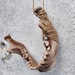 Custom Corpsed Skeletons - Etsy