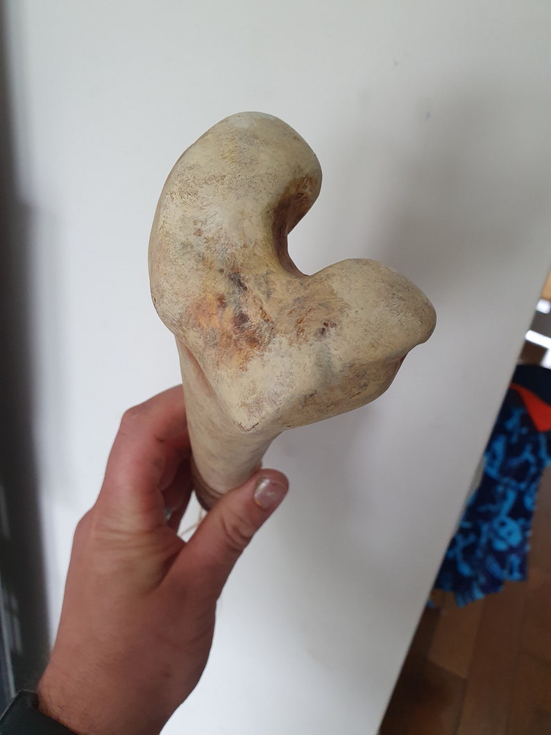 Human Half Femur Bone, Life Size Hanging Sculpture. Perfect Halloween ...