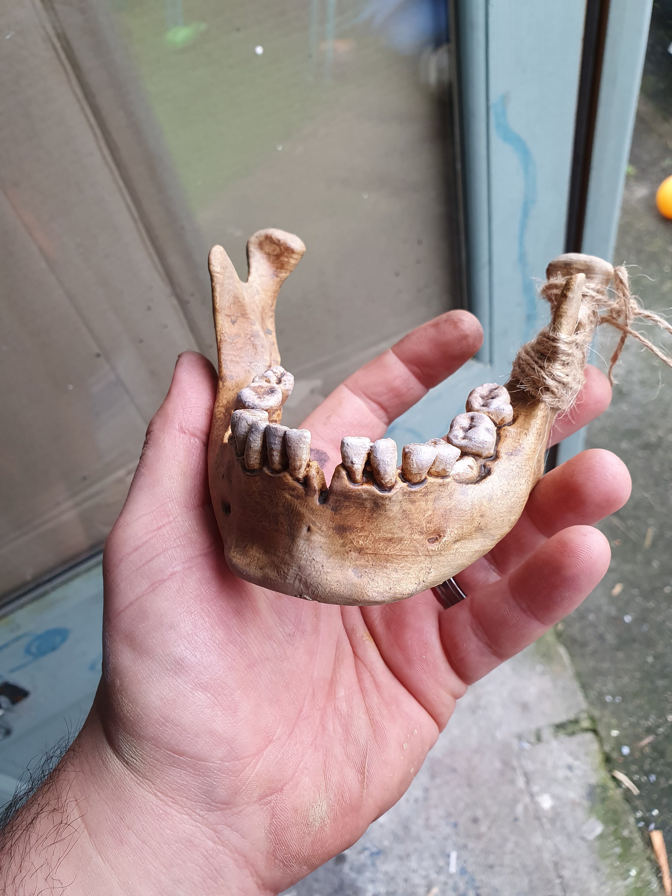 Human Mandible Jaw Bone Life Size Hanging Sculpture. Perfect | Etsy