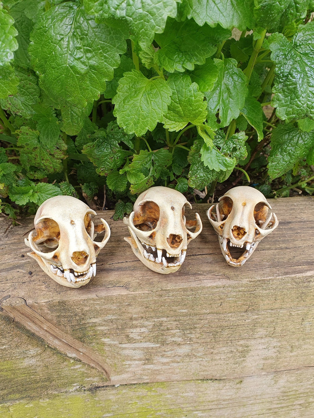 Replica Feline Skull: Realistic Cat Skull Replica for Gothic Decor. - Etsy