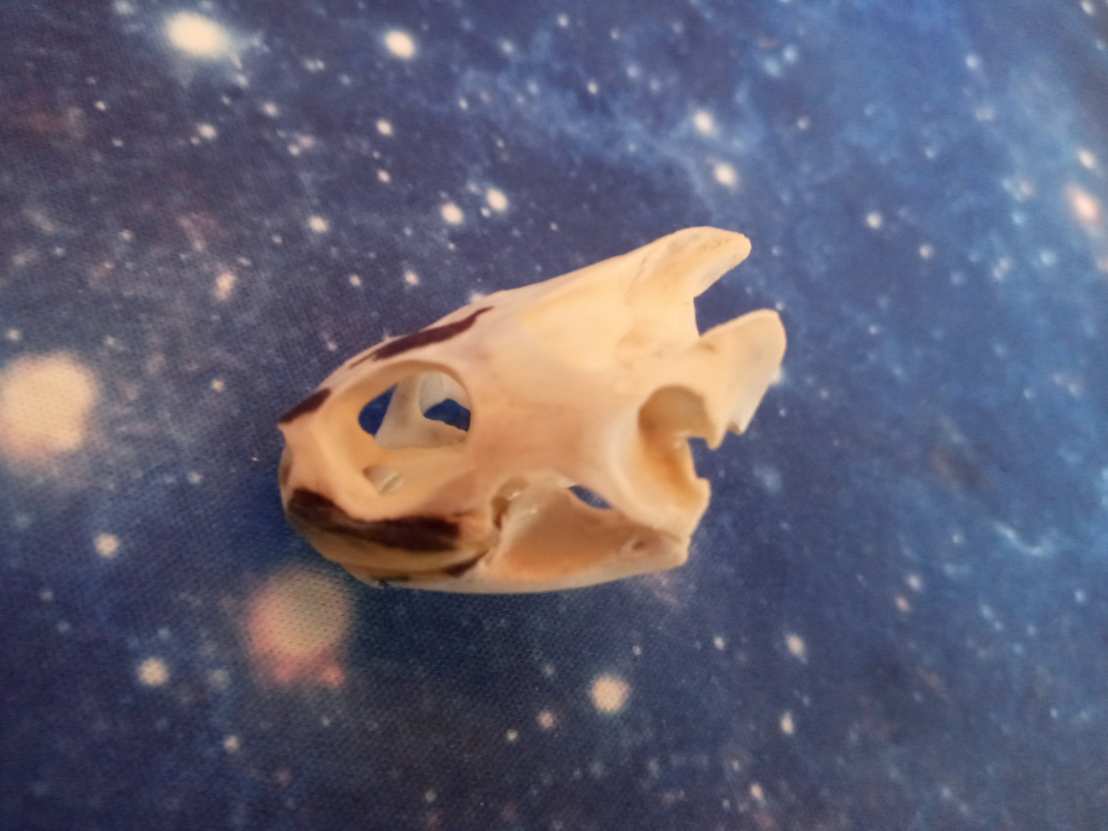 Red Eared Slider Turtle Skull | Etsy