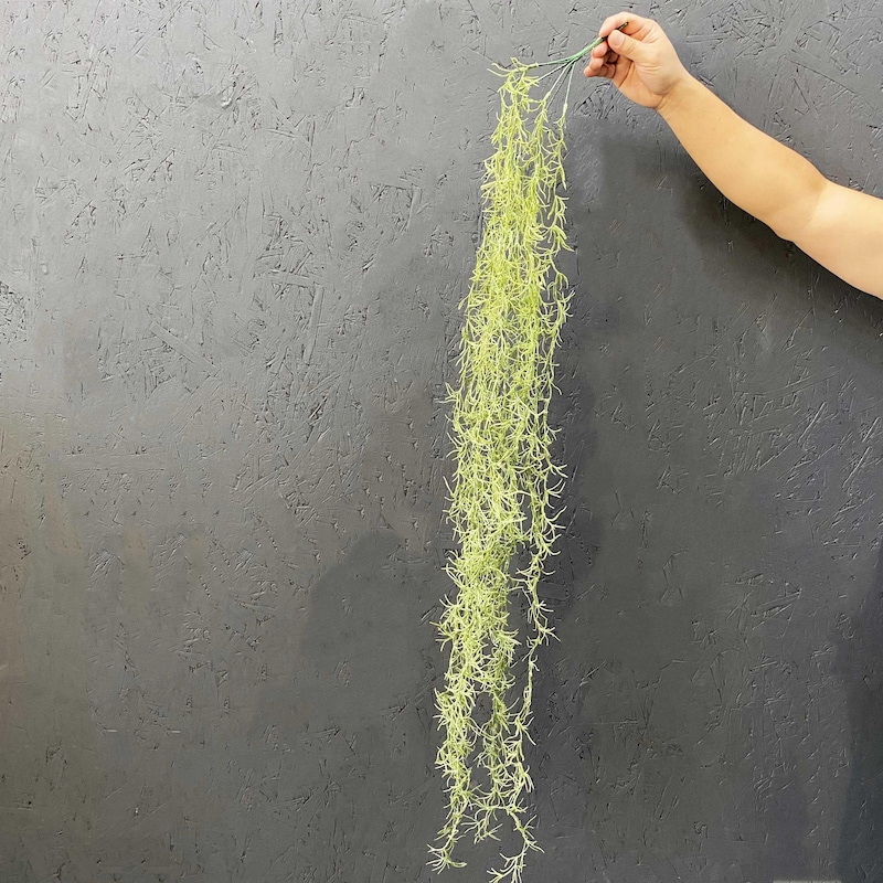 Spanish Moss - Etsy