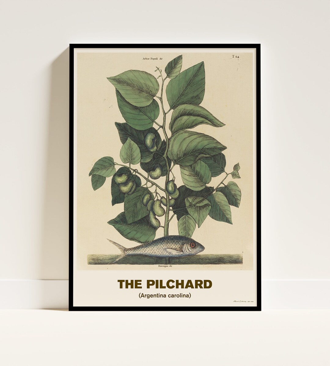 Mark Catesby the Pilchard Poster Fish Print Animal Wall Art - Etsy