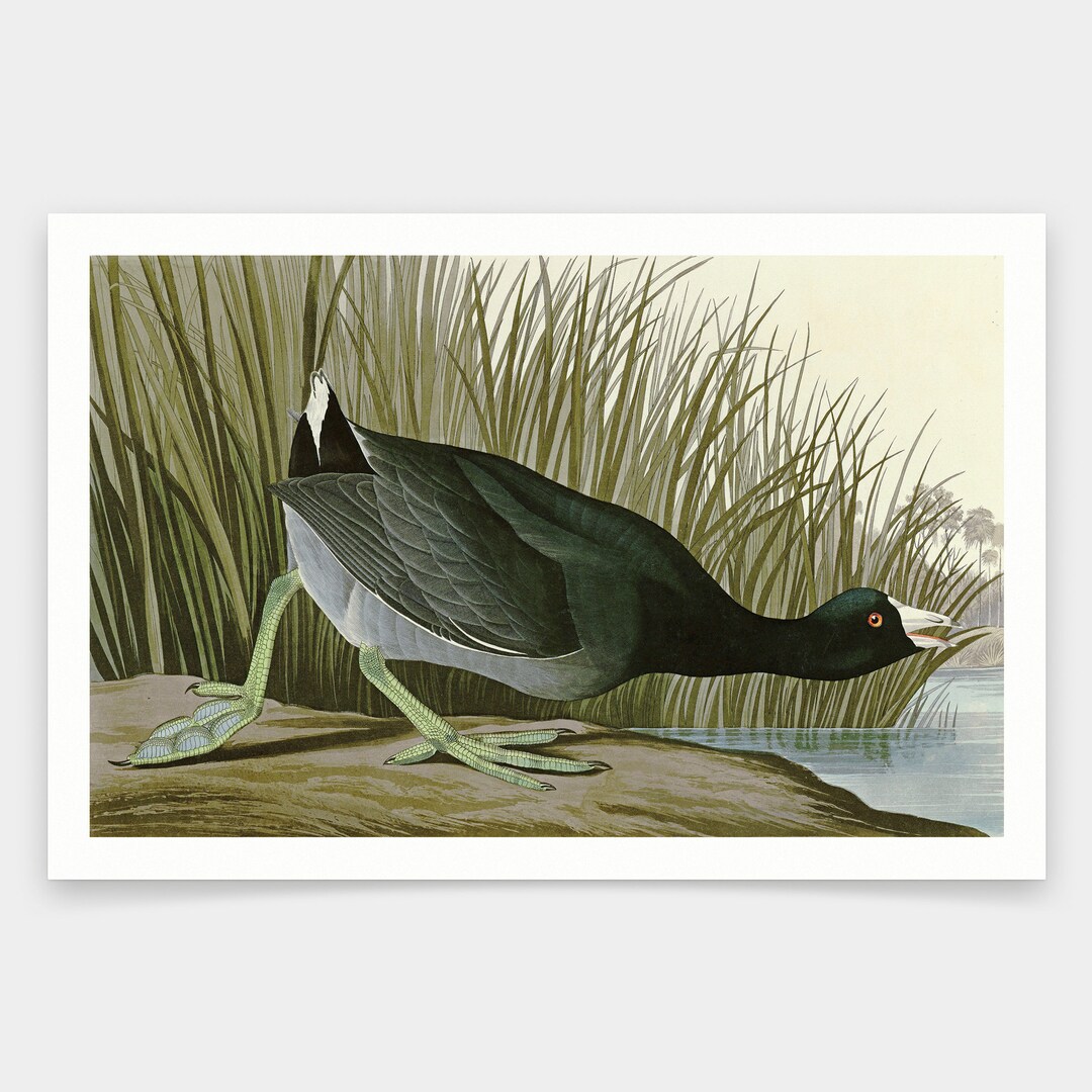 John James Audubon, American Coot,art Prints,vintage Art,canvas Wall ...