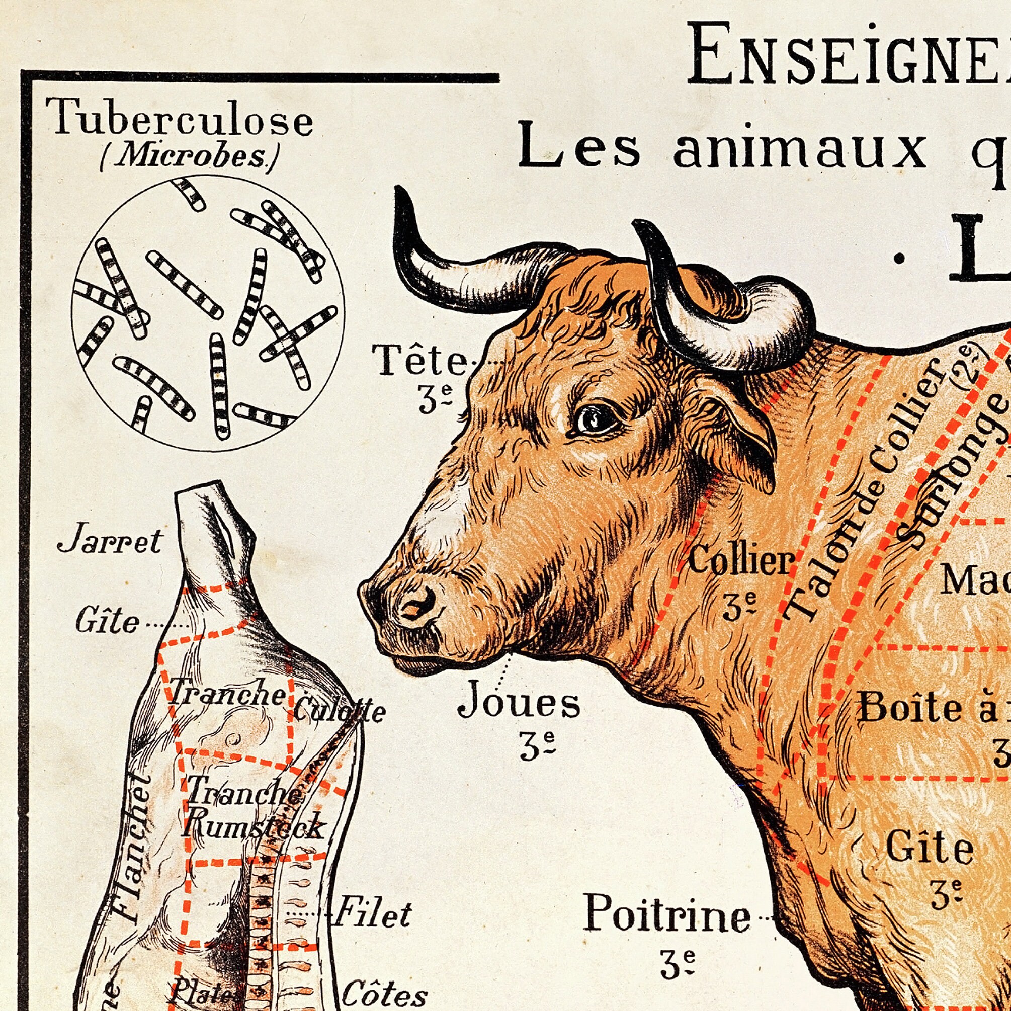 Beef Cuts Illustratedbeef Drawingart Printsvintage - Etsy