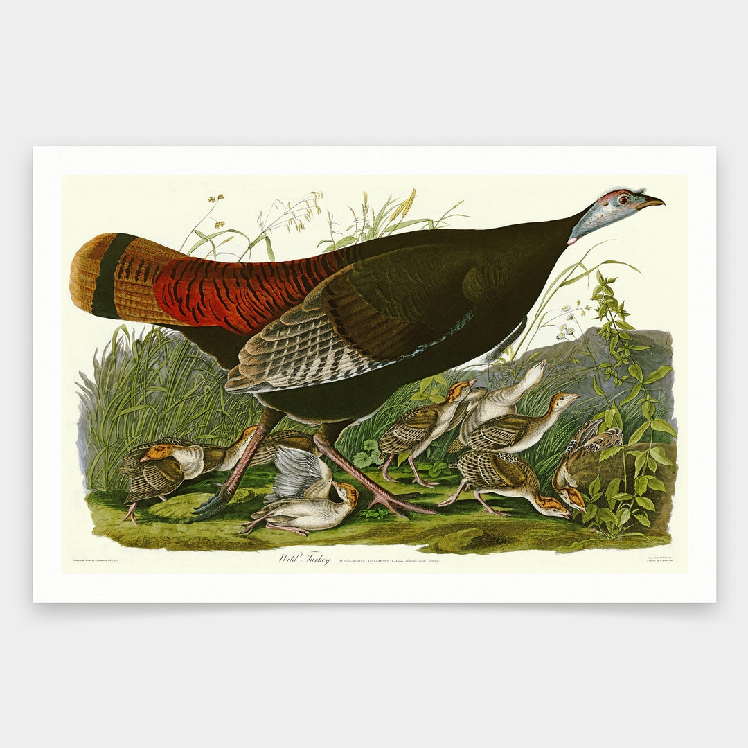 John James Audubon, Wild Turkey,art Prints,vintage Art,canvas Wall Art ...