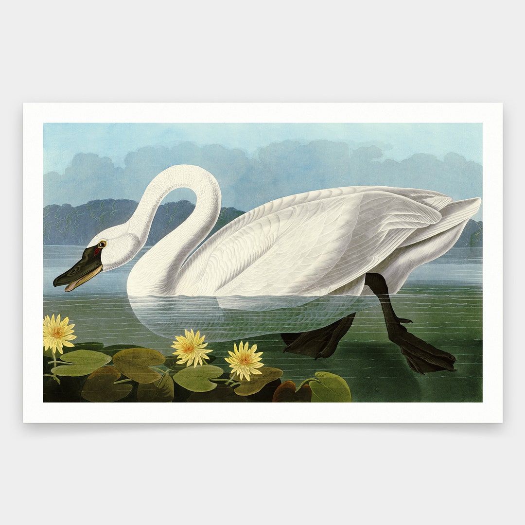 John James Audubon, Common American Swan,art Prints,vintage Art,canvas ...