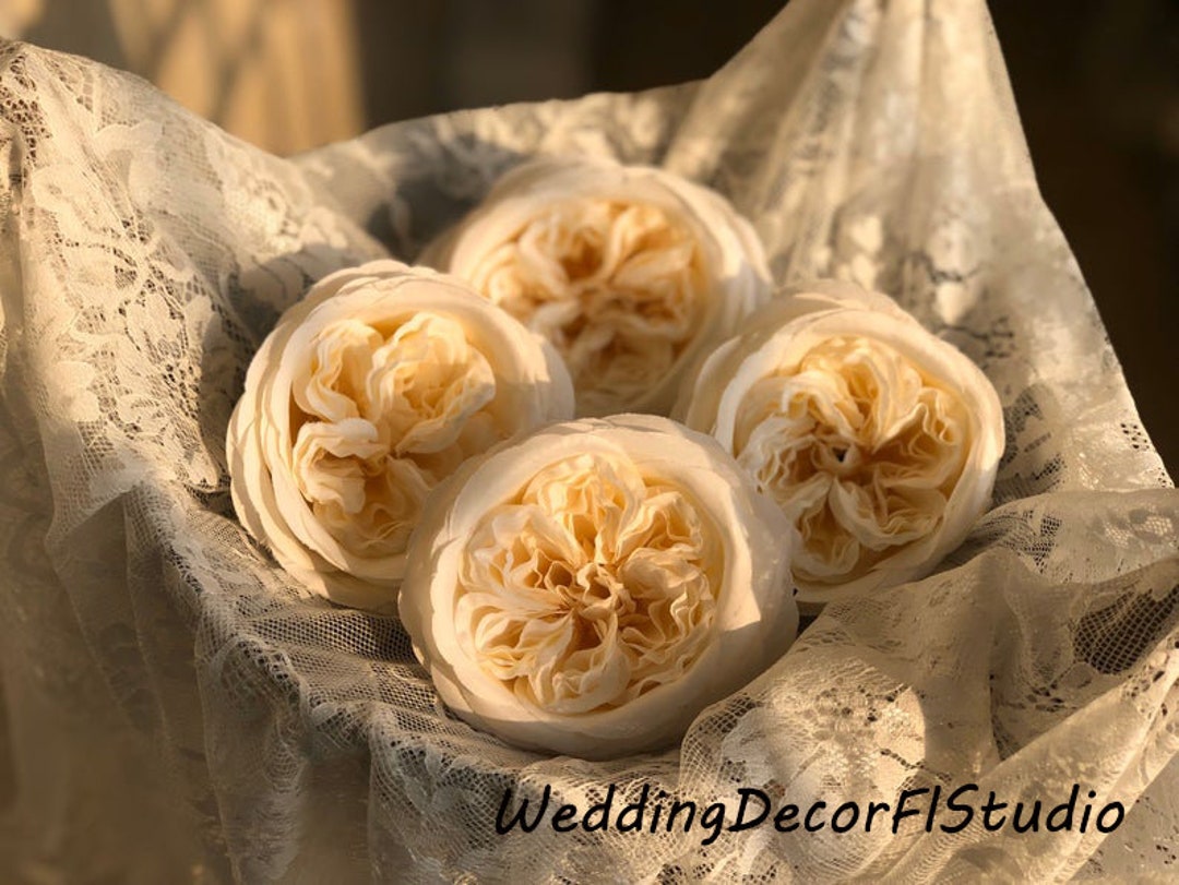 Set of 10 Large Ivory English Cabbage Roses Head in High Silk Material ...
