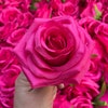 Navy Blue Rose, Flower Rose Head, 9cm High Quality Roses Head Only for ...