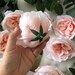 Blush English Cabbage Roses Head in High Silk Material,artificial ...