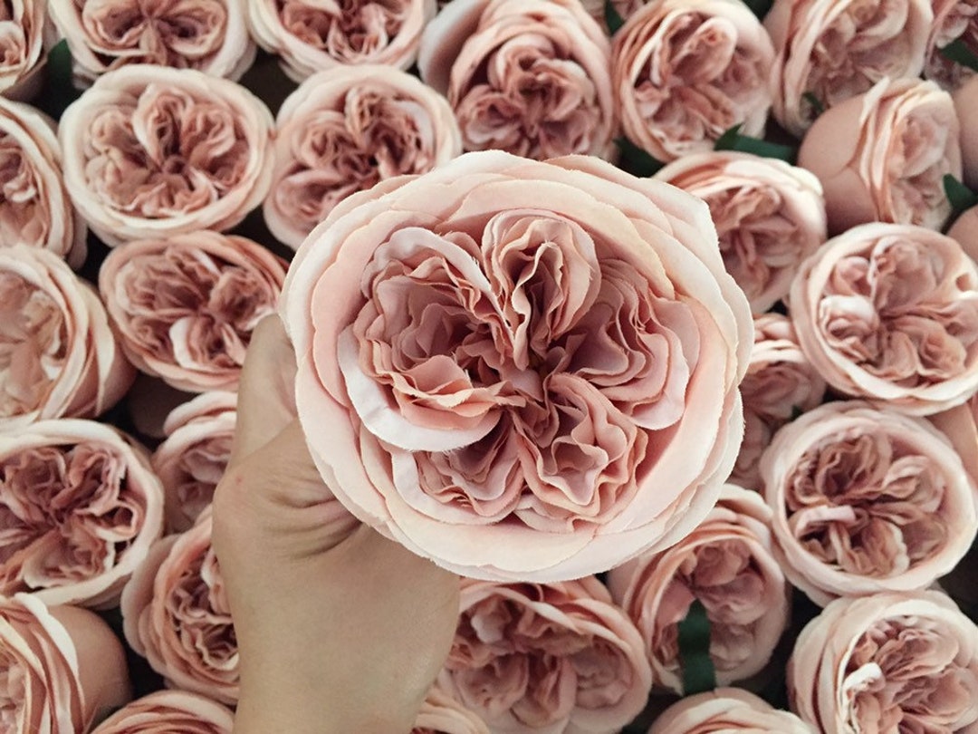 Set of 10 Large Blush English Cabbage Roses Head in High Silk Material ...