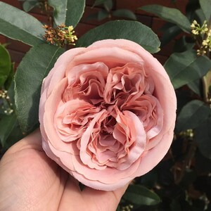 Set of 10 Large Blush English Cabbage Roses Head in High Silk Material ...