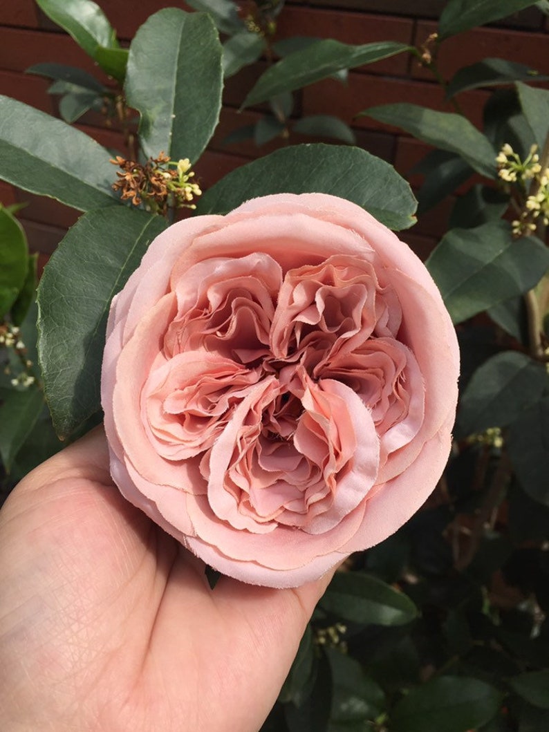 Set of 10 Large Blush English Cabbage Roses Head in High Silk Material ...
