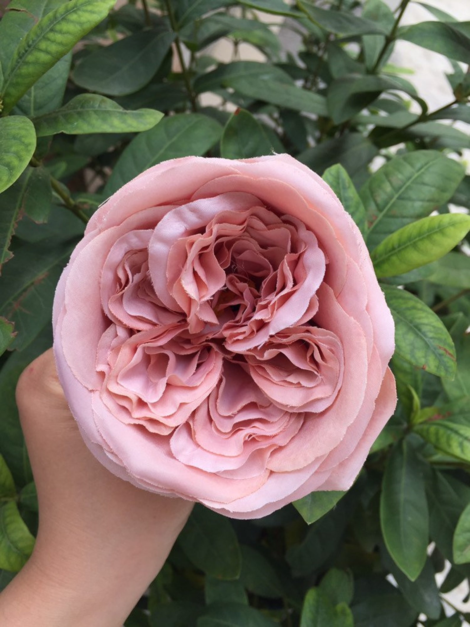 Set of 10 Large Blush English Cabbage Roses Head in High Silk Material ...