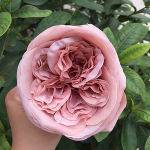 Set of 10 Large Blush English Cabbage Roses Head in High Silk Material ...