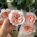 Blush English Cabbage Roses Head in High Silk Material,artificial ...