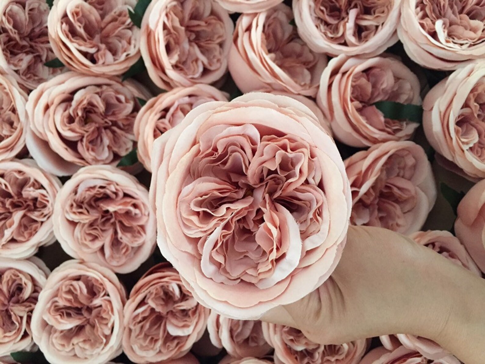 Set of 10 Large Blush English Cabbage Roses Head in High Silk Material ...