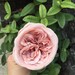 Set of 10 Large Blush English Cabbage Roses Head in High Silk Material ...