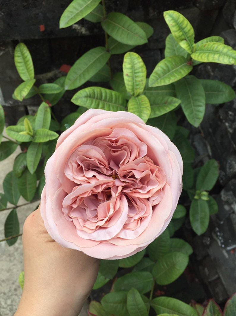 Set of 10 Large Blush English Cabbage Roses Head in High Silk Material ...
