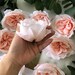 Blush English Cabbage Roses Head in High Silk Material,artificial ...