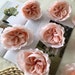 Blush English Cabbage Roses Head in High Silk Material,artificial ...
