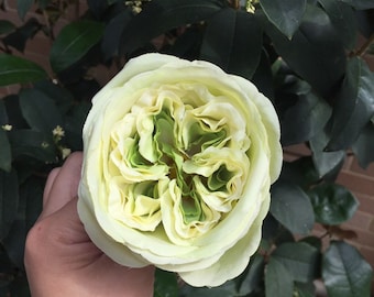 Blush English Cabbage Roses Head in High Silk | Etsy