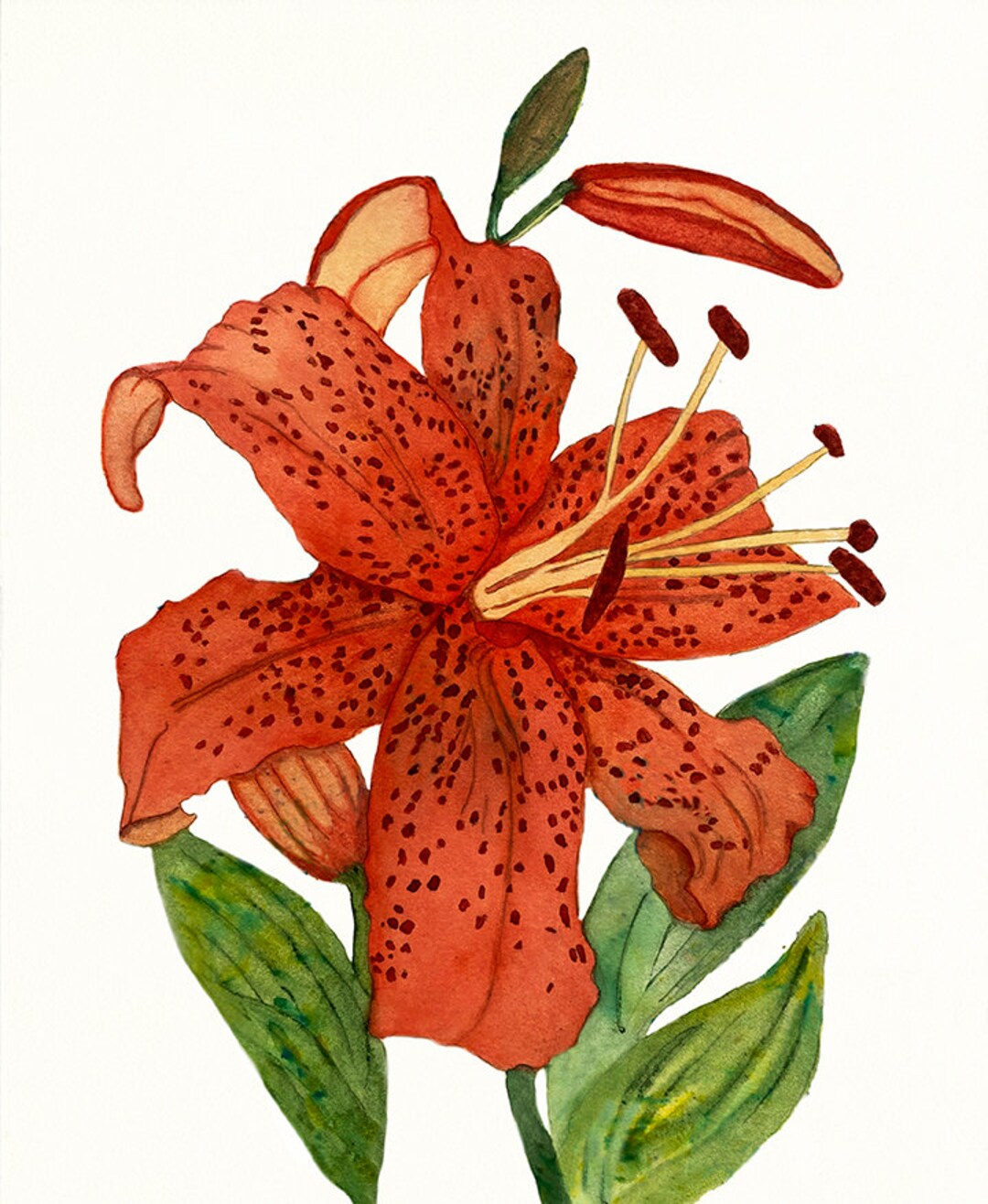 Tiger Lily, Watercolor Art Print, Botanical Illustration - Etsy