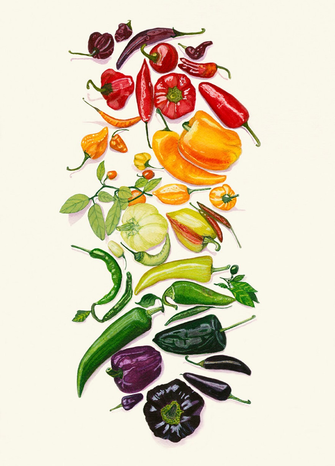 Multi-pepper Art Print, Watercolor Painting - Etsy