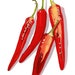 Red Pepper Art Print, Watercolor Painting - Etsy