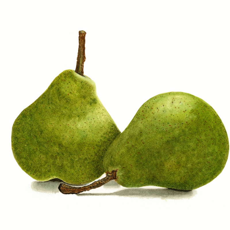 Pear Art - Etsy