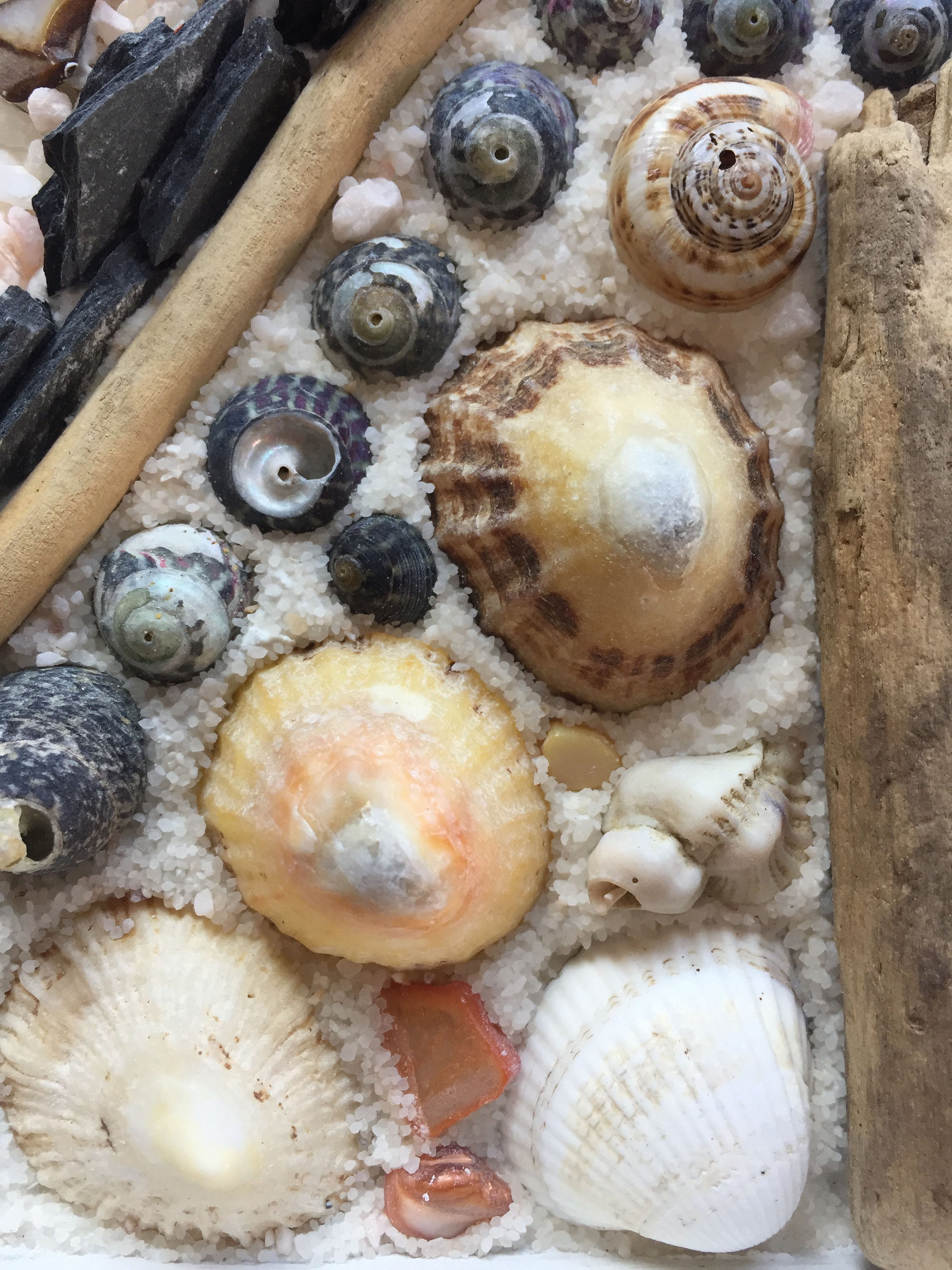 Natural Wall Art Shell Wall Art Slate Art Driftwood Art - Etsy