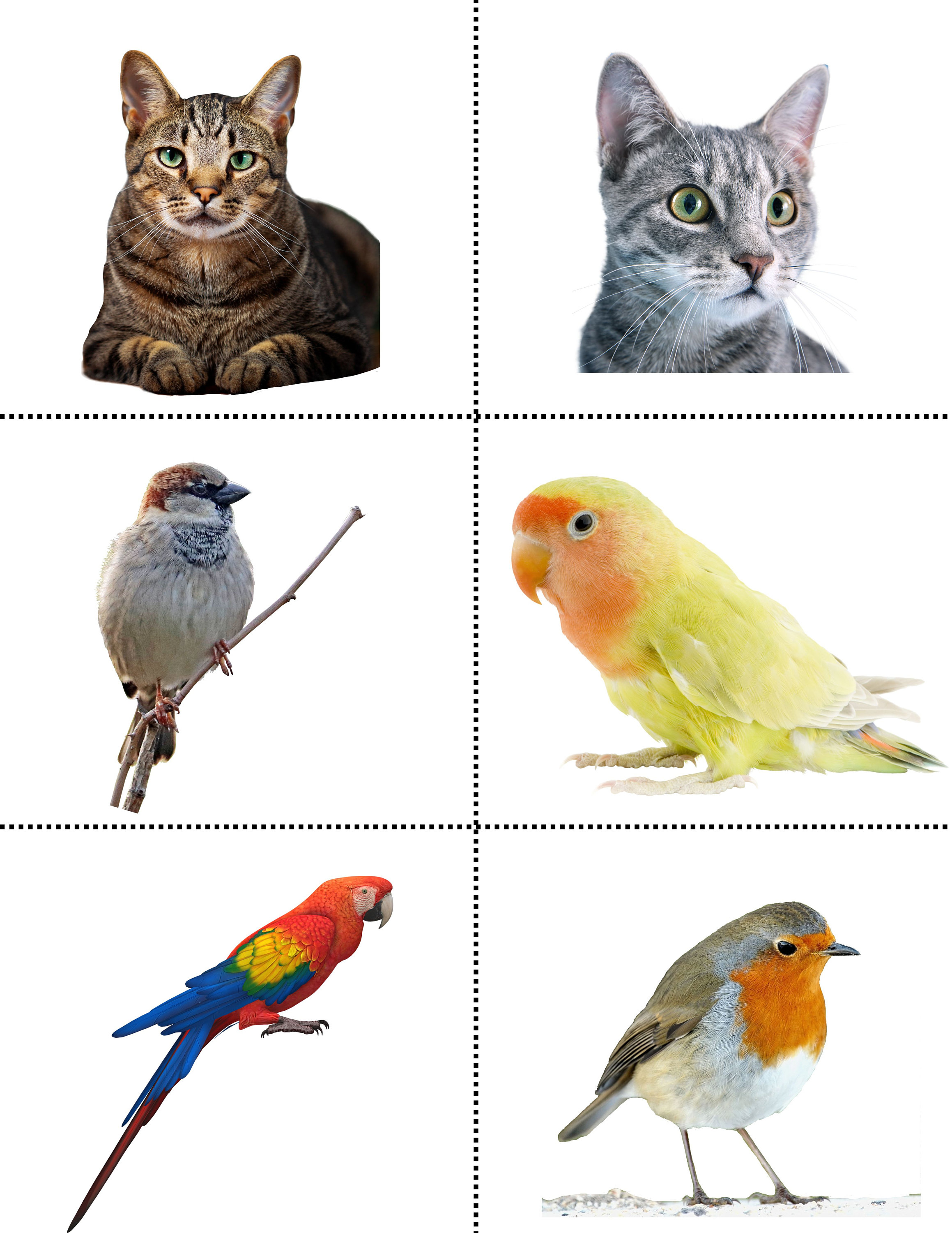 ABA Animal Stimuli, Animal Flashcards, ABA Flashcards - Etsy