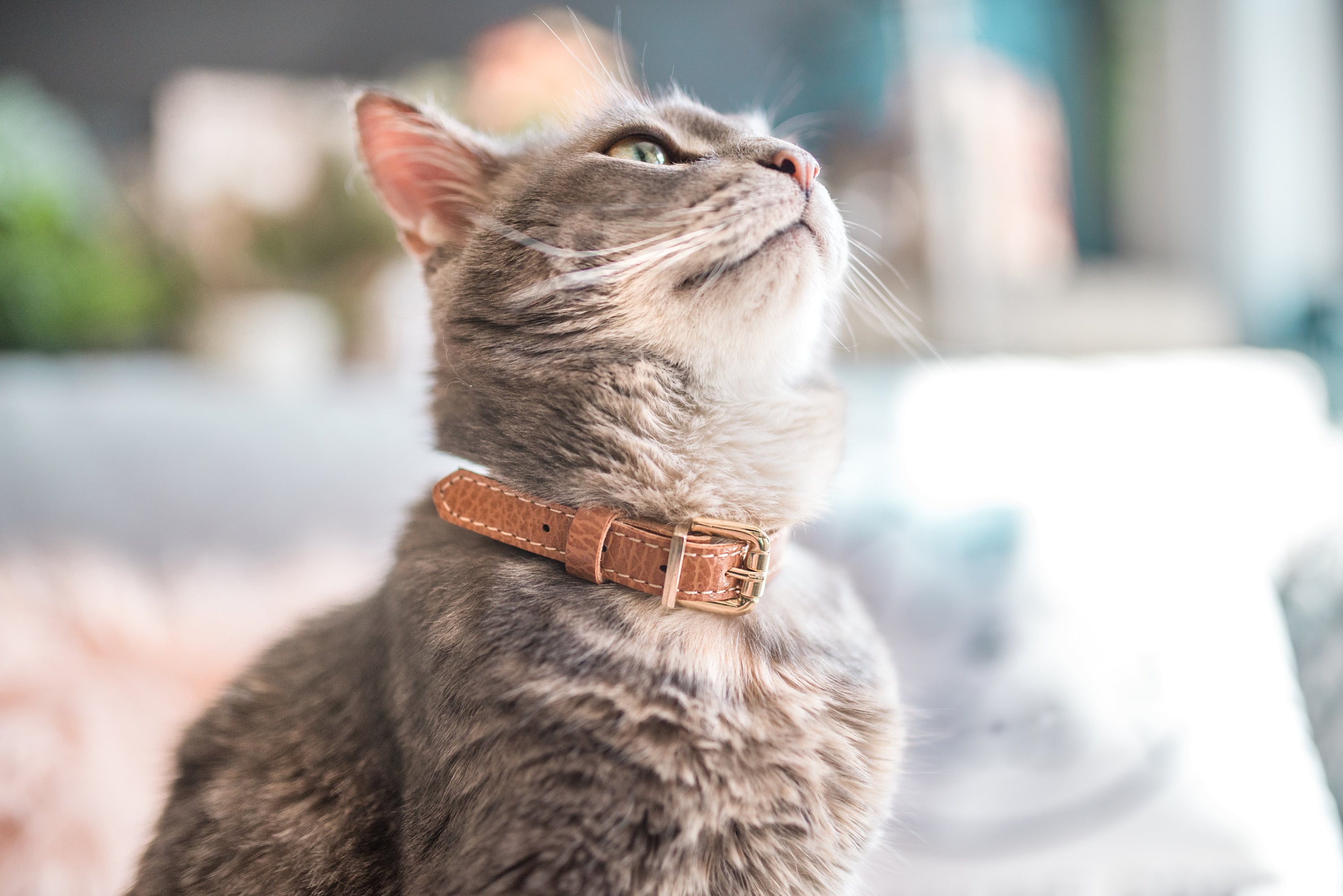 Blue Leather Cat Collar With Buckle, Elegant Designer Style - Etsy