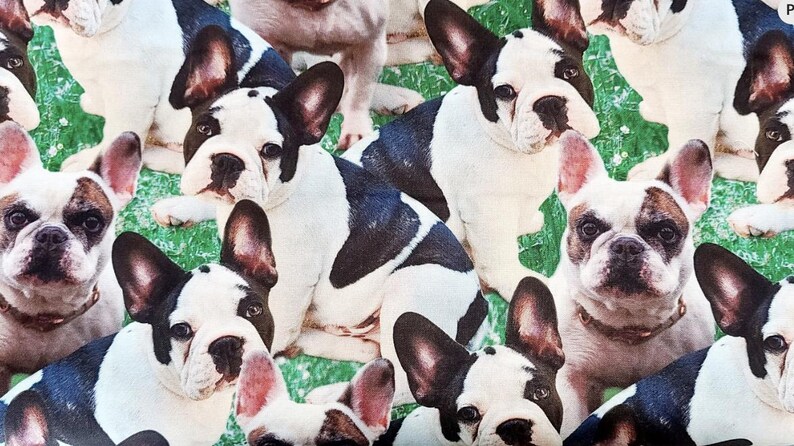 David Textiles French Bulldog Packed DX-4267-3C Fabric by the Yard ...