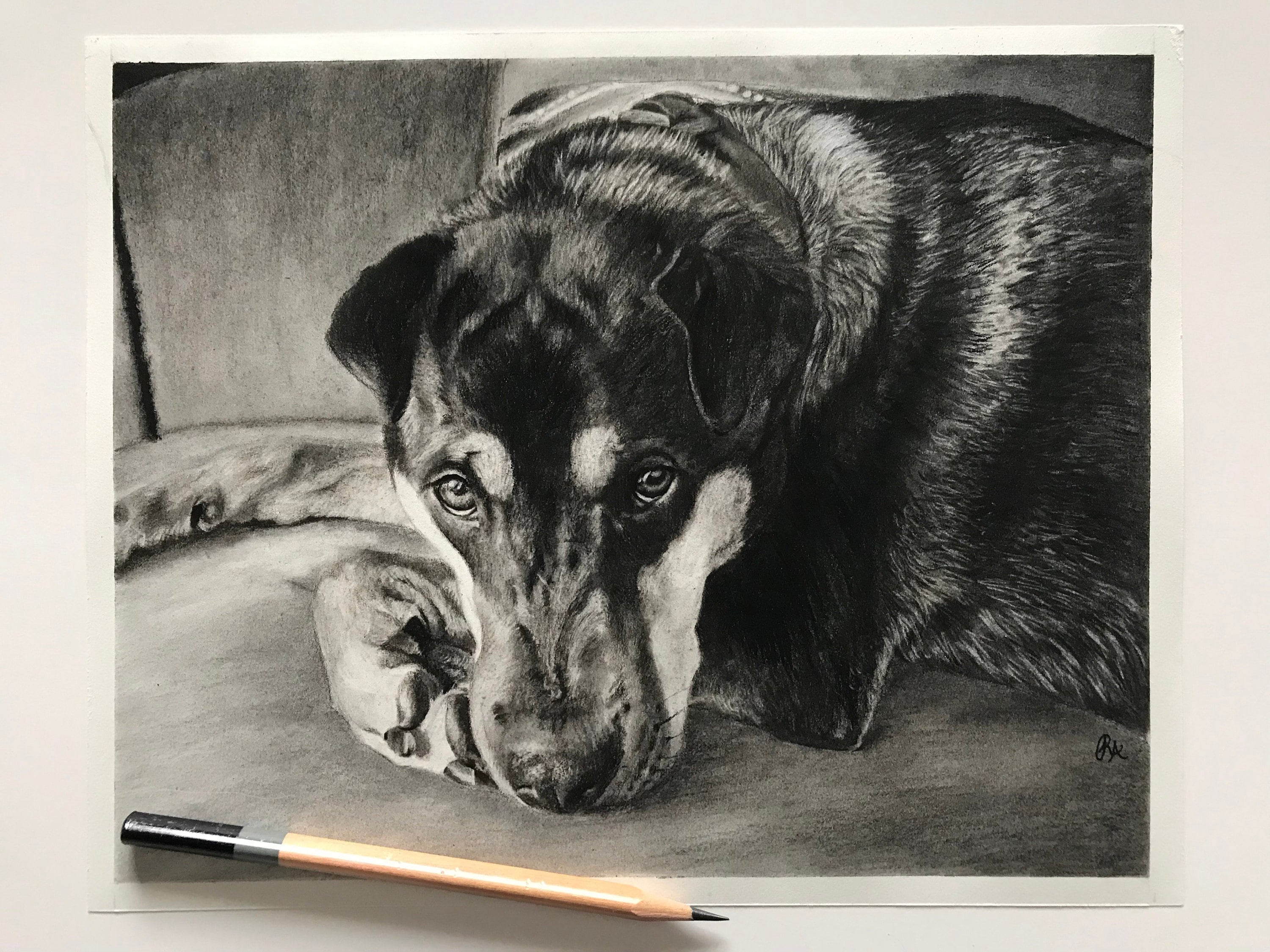 Charcoal Drawings Of Dogs