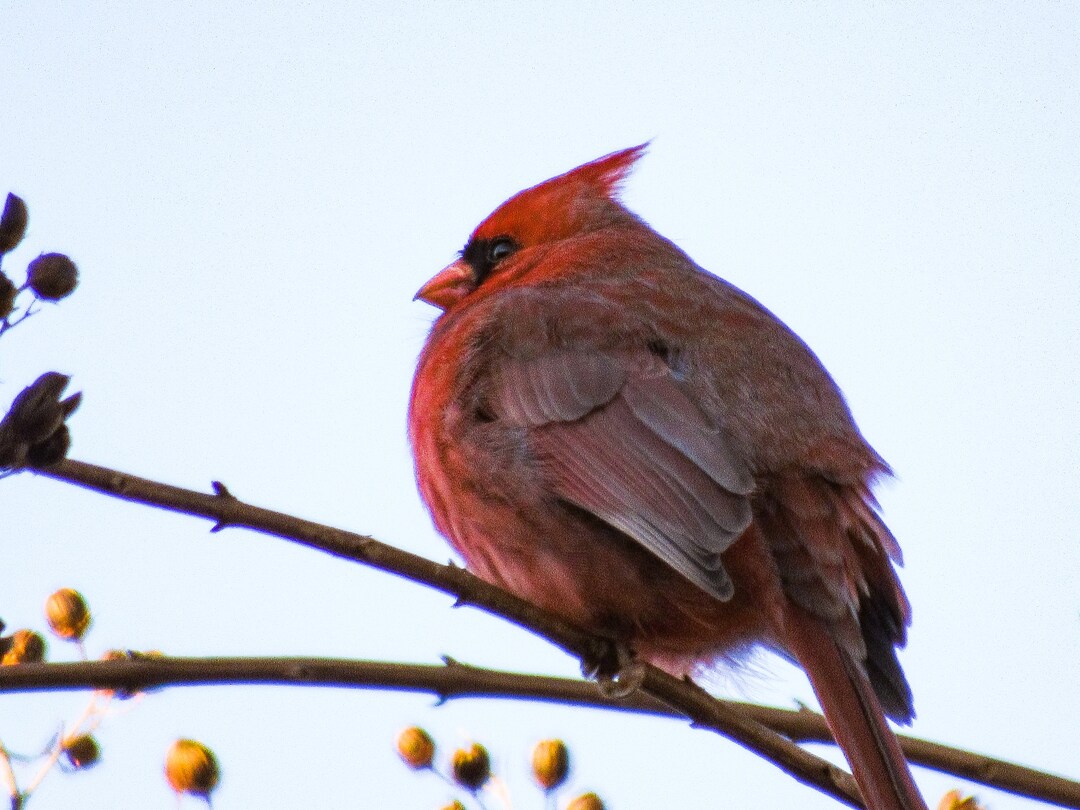 Cardinal Beauty - Etsy