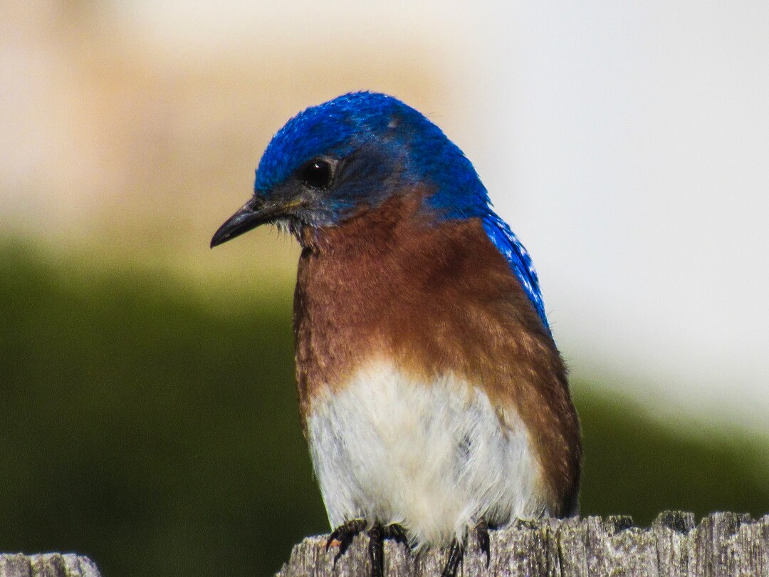 Bluebird Close Up - Etsy