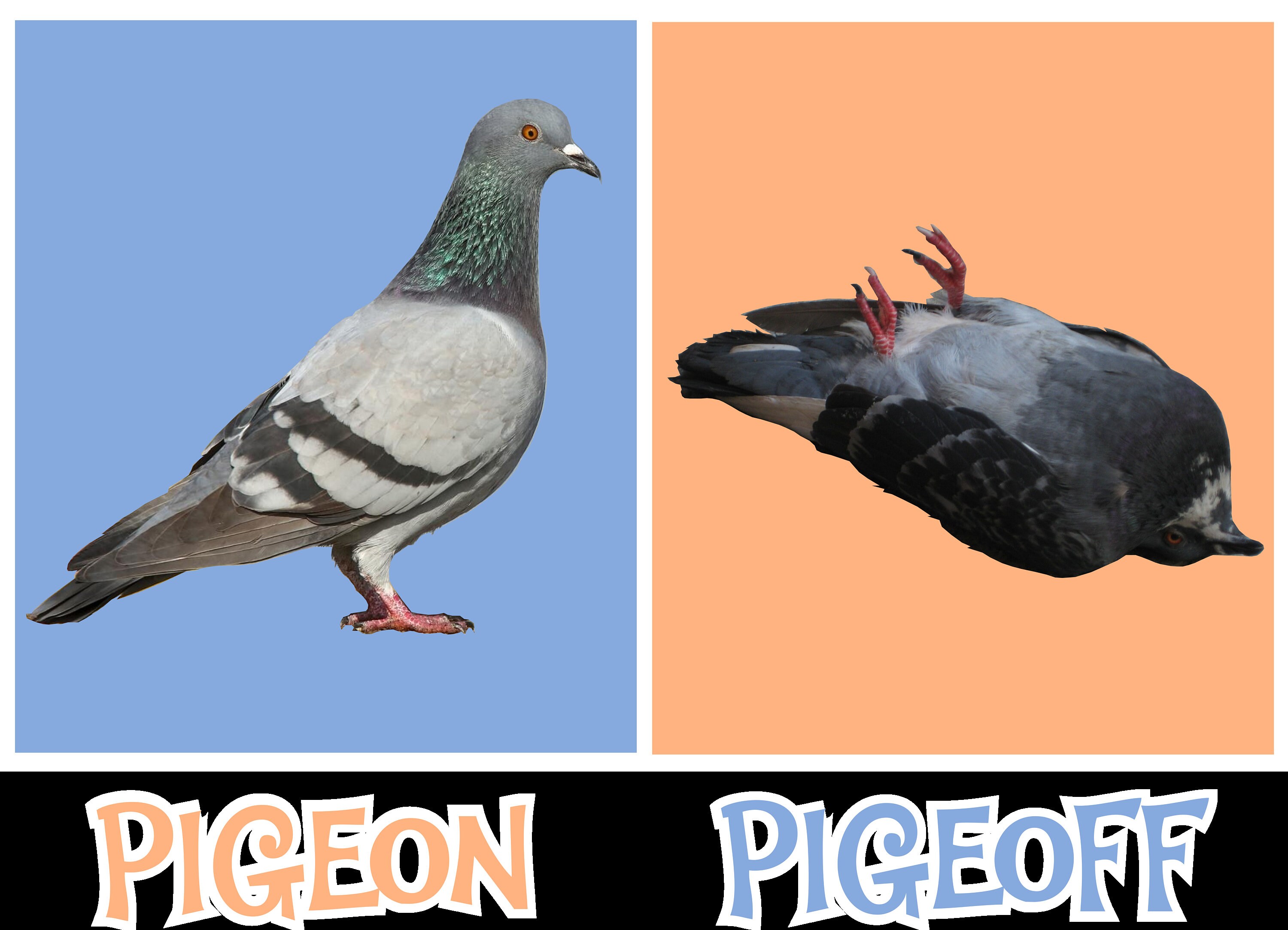Pigeon Pigeoff 11 X 14 Poster - Etsy