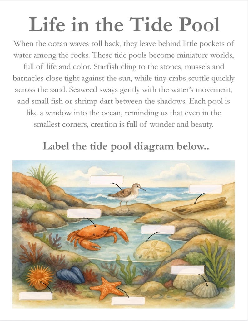 By the Seashore | Charlotte Mason Nature Study With Copywork ...