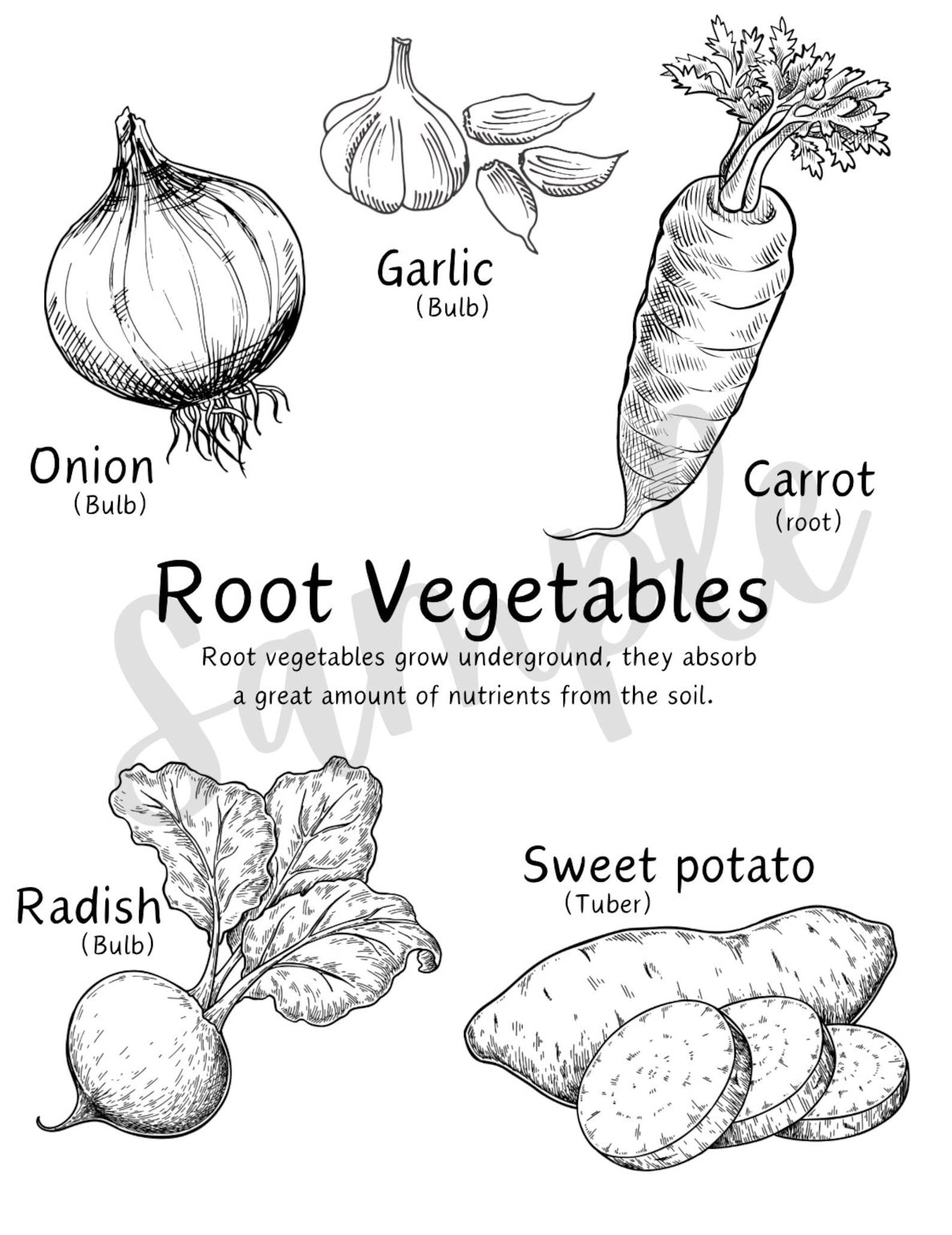 Root Vegetable Coloring Worksheet, Homeschool Worksheet, Nature Club ...