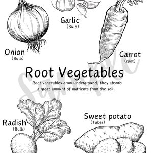 Root Vegetable Coloring Worksheet, Homeschool Worksheet, Nature Club ...