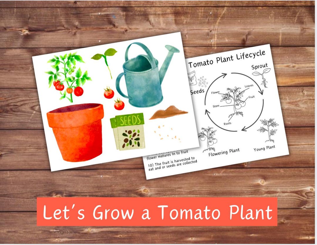 Tomato Plant Lifecycle, Homeschool, Nature Club, Self Reliance Learning ...