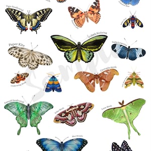 Nature Inspired Butterfly and Moth Art Print 18x24 Instant Download ...