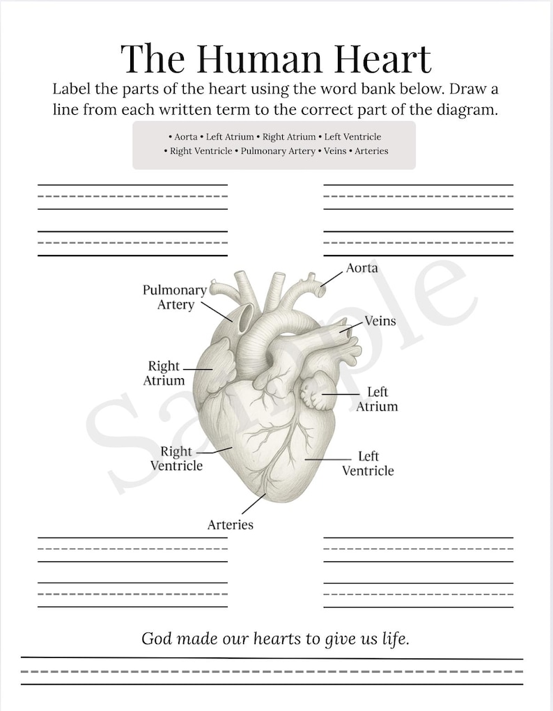 Human Anatomy Copywork and Labeling Worksheets | Skeleton, Heart, Brain ...