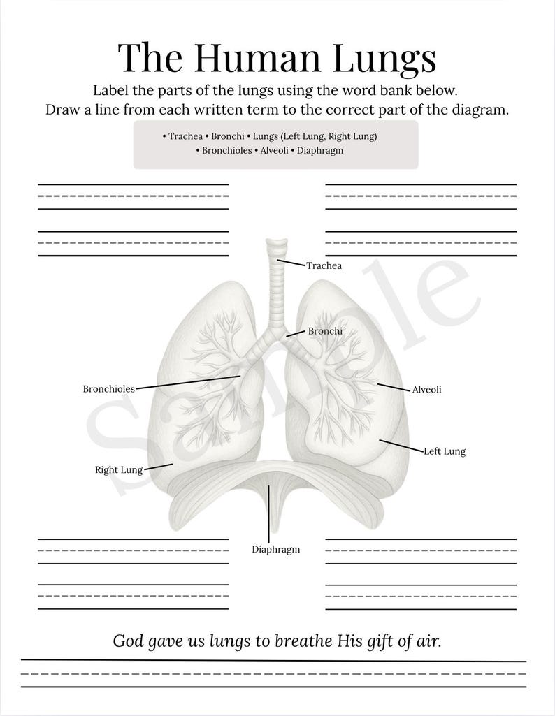 Human Anatomy Copywork and Labeling Worksheets | Skeleton, Heart, Brain ...