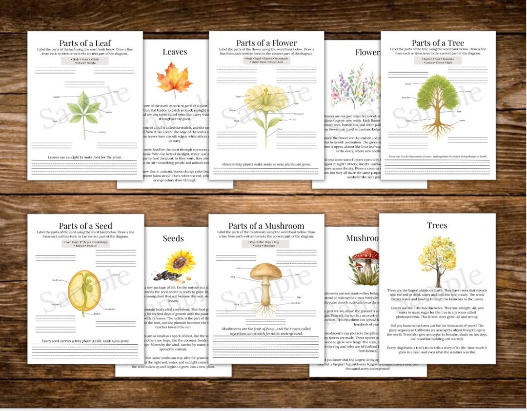 Plant & Nature Diagram Copywork: Homeschool Science Printables (PDF) - Etsy