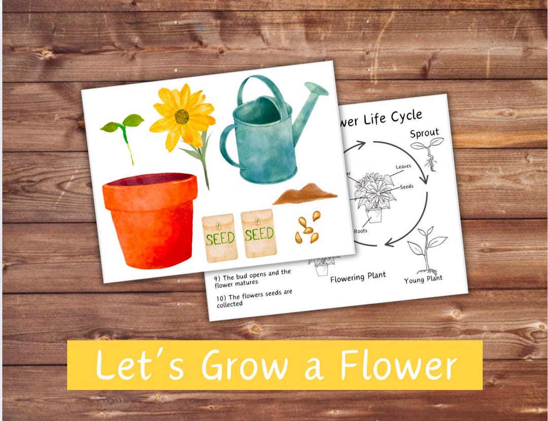 Plant Life Cycle Printable: Homeschool Nature Study (digital Download ...