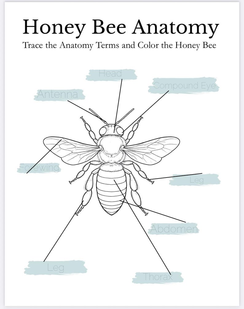 Honey Bee Nature Study Workbook | Storybook Watercolor, 72 Pages ...