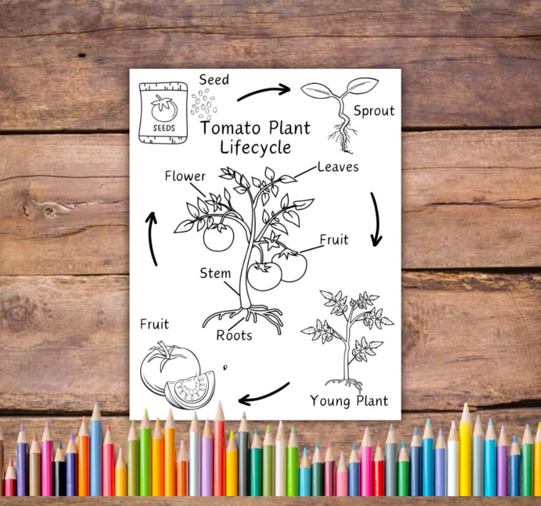 Tomato Plant Lifecycle, Homeschool Worksheet, Nature Club, Self ...